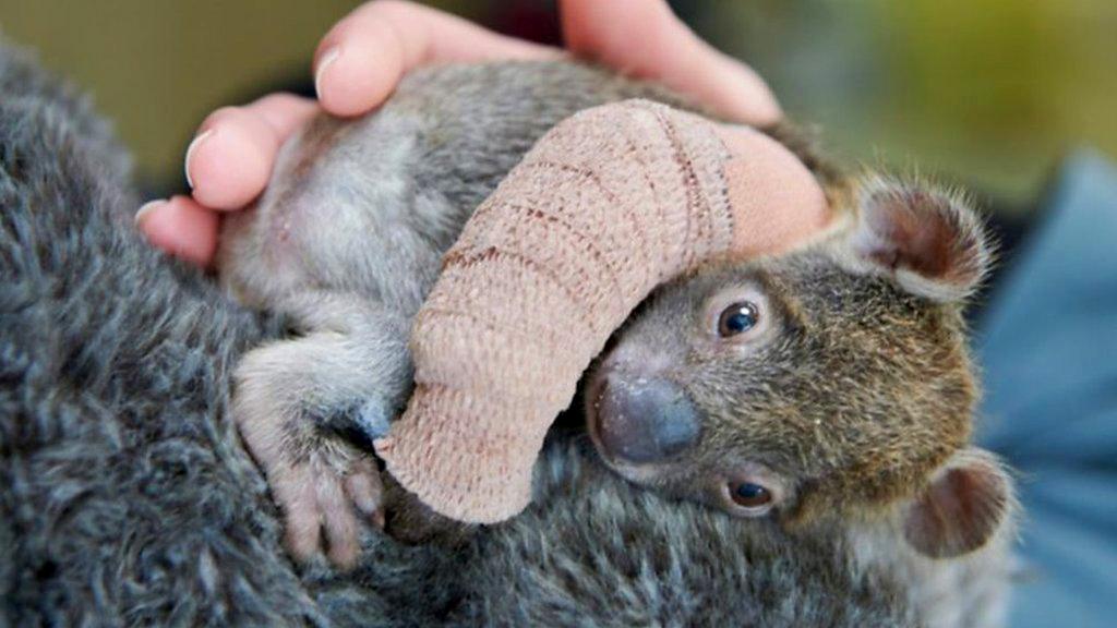 Watch: Baby koala wearing cast after breaking its arm - BBC Newsround