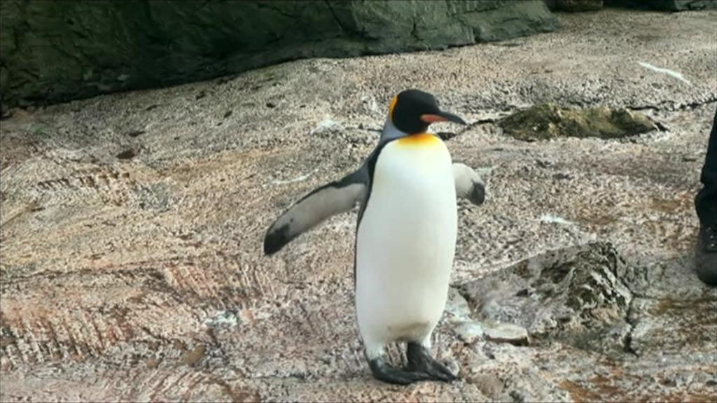 King penguins waddle to help create mobility aids to help people walk ...