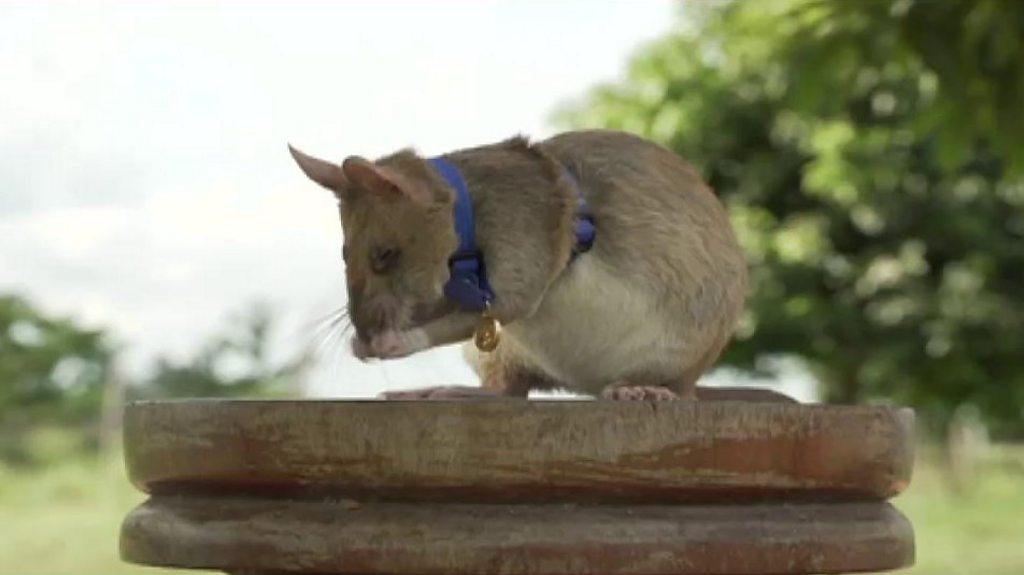 The hero rat given a medal for finding explosives in Cambodia - BBC ...
