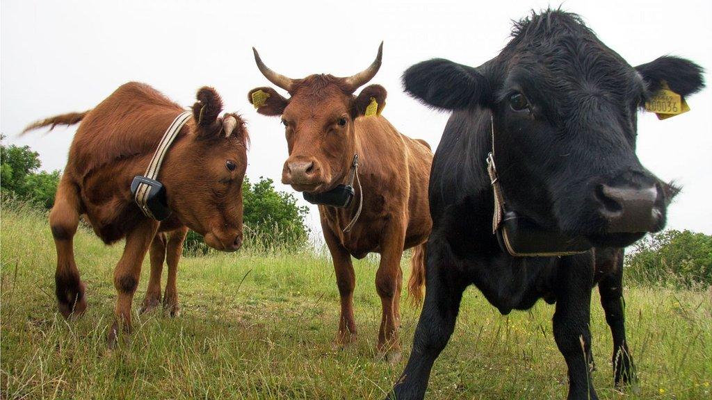 Cows released on Somerset common for first time in 60 years - BBC News