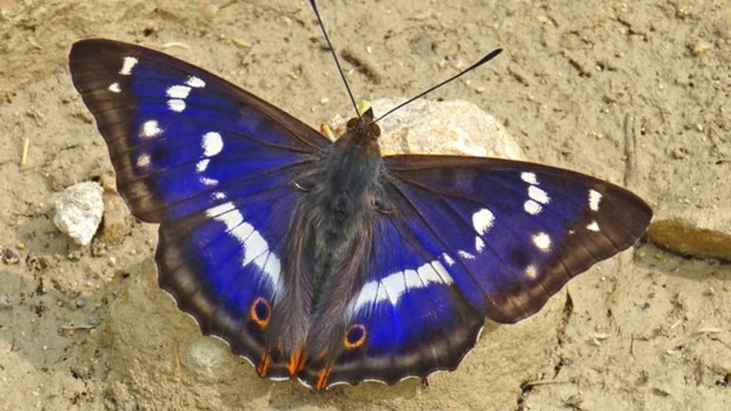 Purple Emperor butterfly eats poo and rotting fish - BBC Newsround