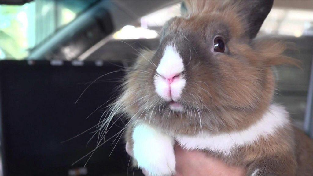 Percy the Police Bunny is helping officers stay happy at work - BBC ...