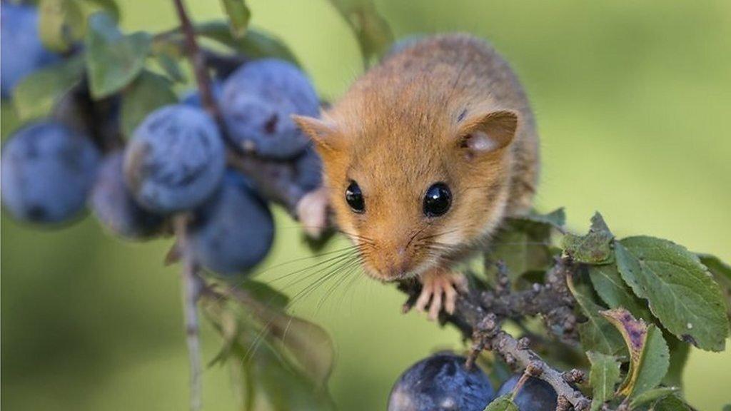 UK Wildlife: State of the Nature 2023 report says more needs to be done ...