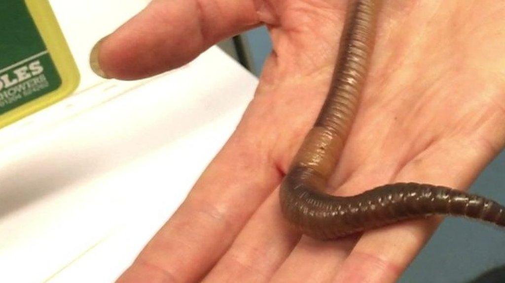 'Killer' flatworm-spread prompts scientists' appeal - BBC News