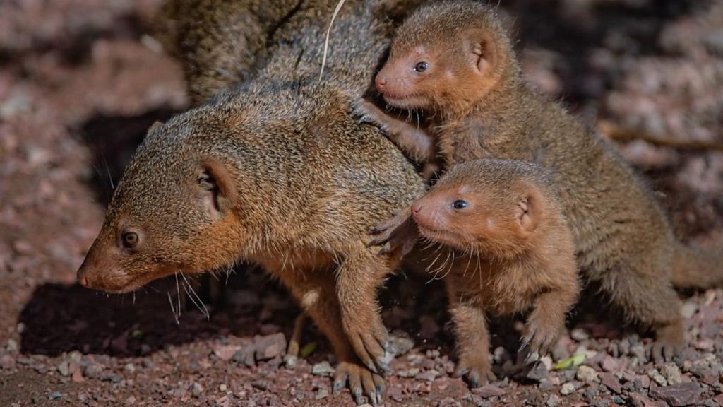 Check out these marvellous mongooses! - BBC Newsround