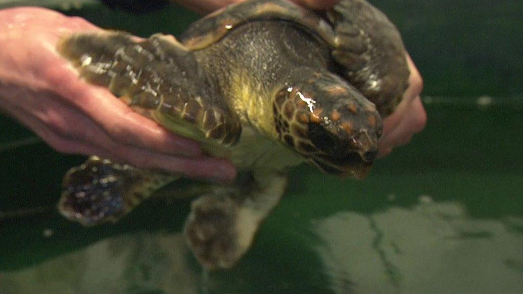 Stranded turtle makes amazing recovery - BBC Newsround