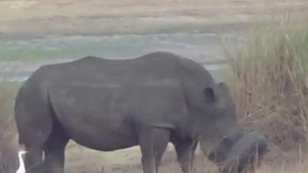 Remarkable Rhino Rescue - BBC Newsround