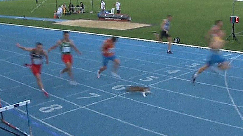 Watch: Stay cat darts across 100m finish line during athletics ...