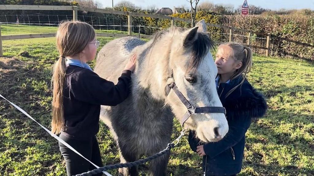 Merlod yn rhoi cymorth i ddisgyblion Ysgol Y Fali - BBC Cymru Fyw