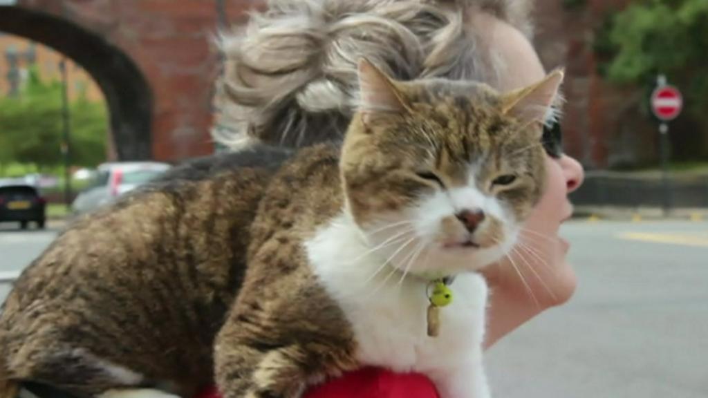 Cat hitches ride on owner's shoulder - BBC Newsround