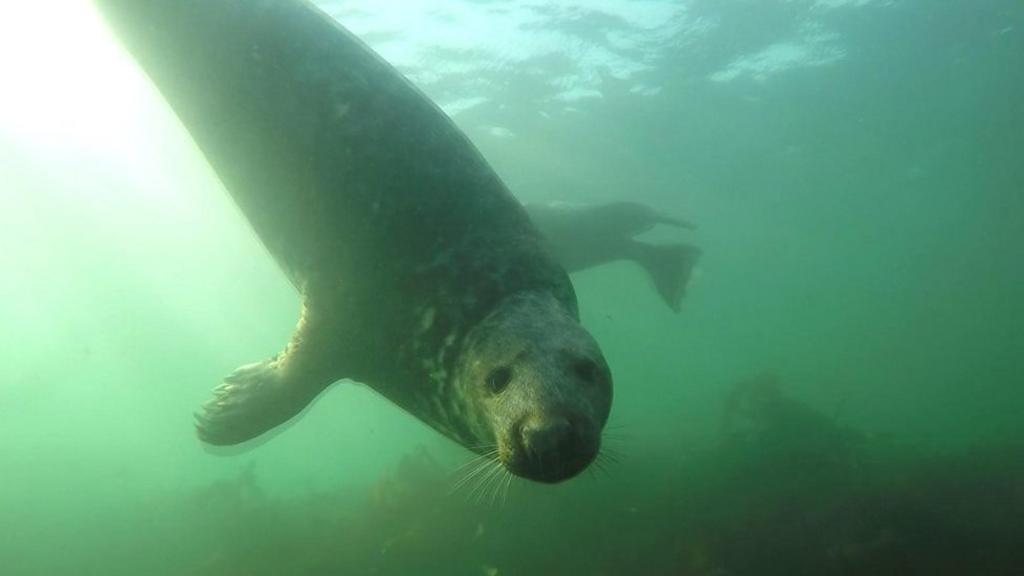 Check out this adorable clapping seal! - BBC Newsround