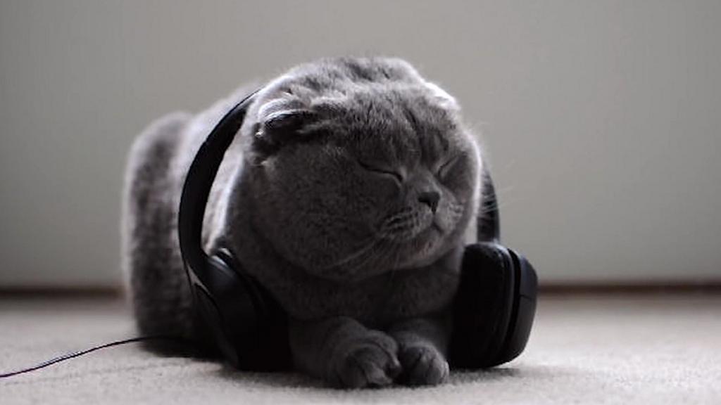 The music designed especially for cats - BBC Newsround