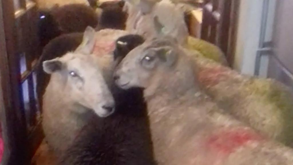 Rocky the sheepdog puppy herds sheep into kitchen - BBC Newsround