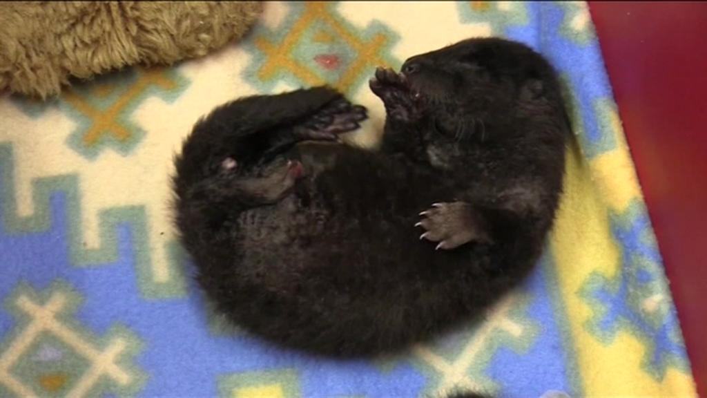 Baby otters found on building site - BBC Newsround