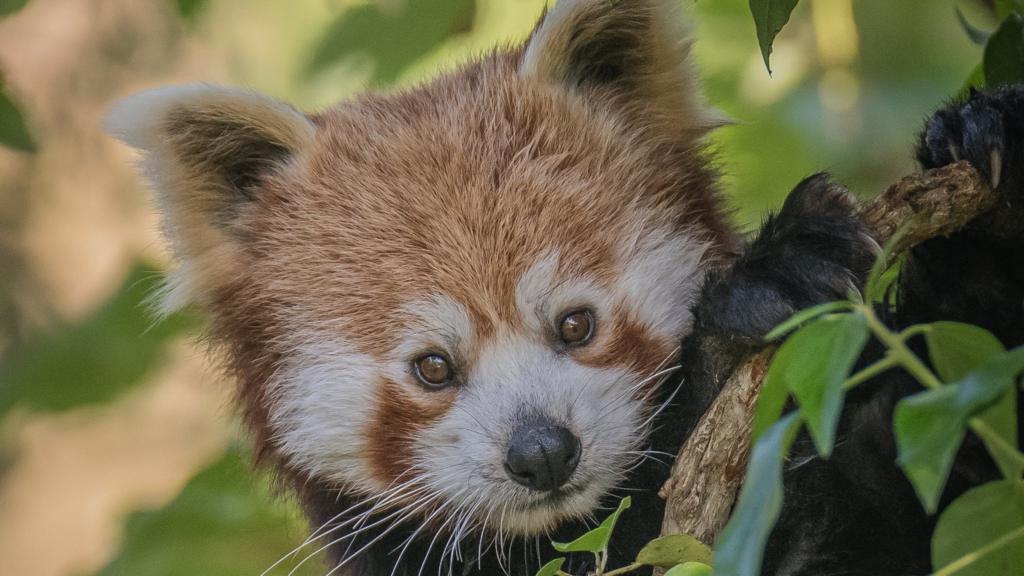 Coronavirus: UK zoos at risk of closing down - BBC Newsround
