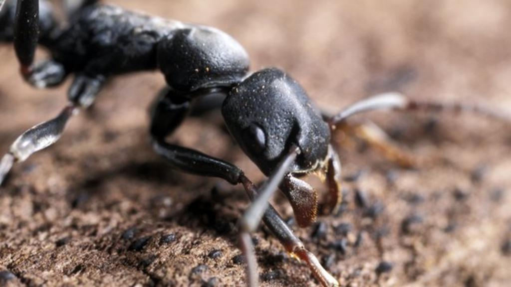 Ants can navigate using the sun and their memories - BBC Newsround