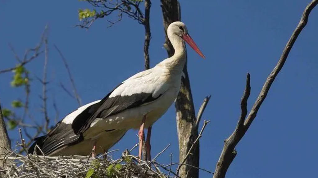 White stork comeback hope for new project in Derbyshire - BBC News