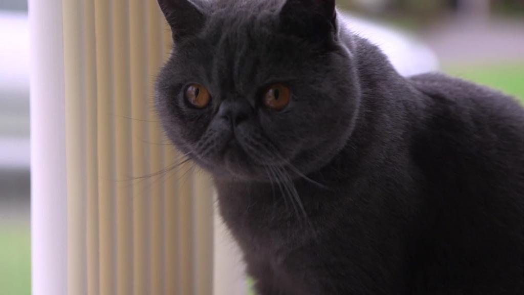 Meet the super cats nominated for an award - BBC Newsround