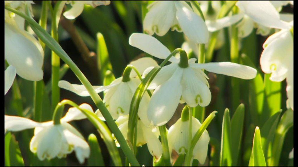 Take a look at more than 25 million snowdrops at Lytham Hall - BBC ...