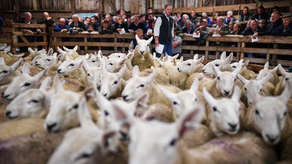 Dry conditions affect major annual sheep sale in Lairg - BBC News