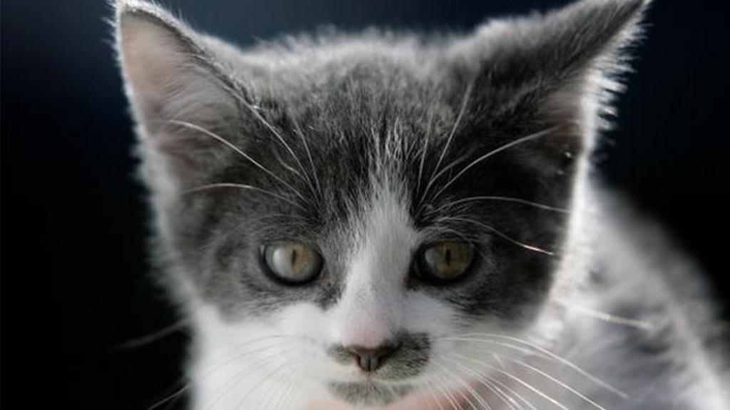 Book a cat cuddle with an app - BBC Newsround