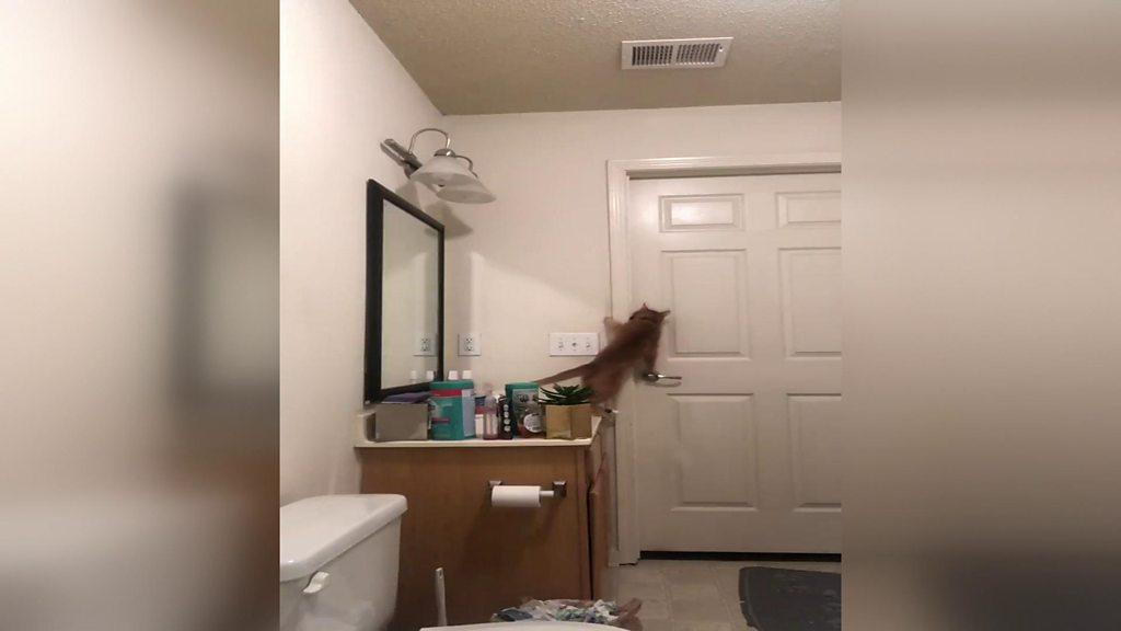 Watch as a cat escapes from a bathroom by opening the door - BBC Newsround