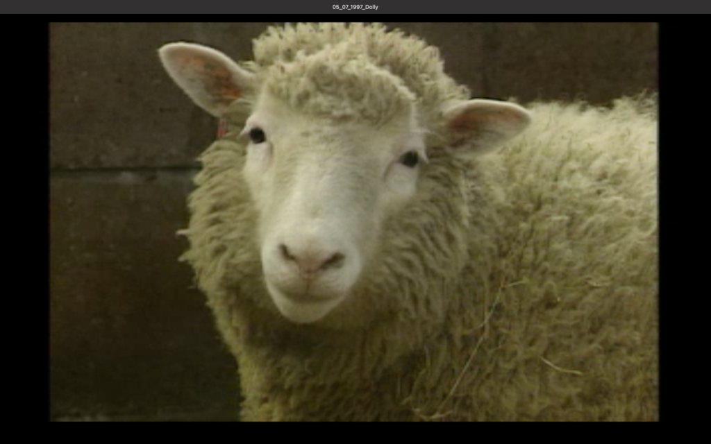 BBC Archive 1997: Dolly the sheep revealed to the press - BBC
