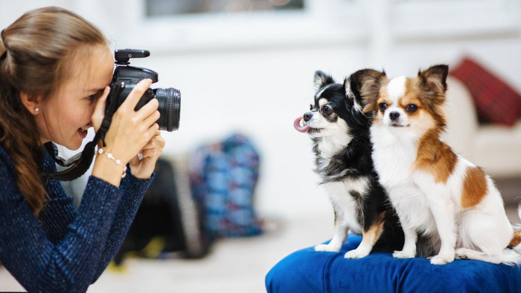 Get Paw-fect pet pics with our guide - BBC Newsround