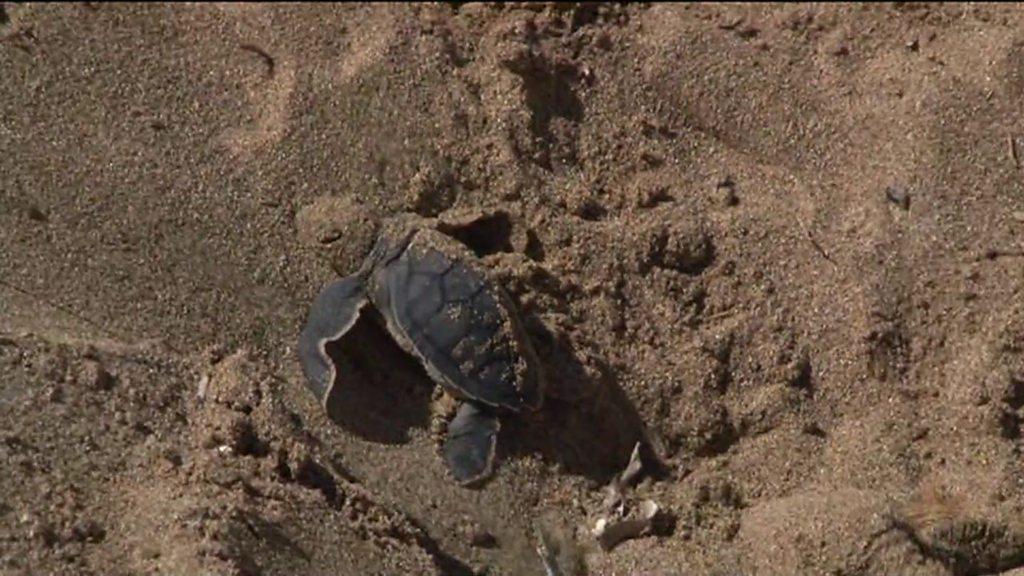 Loggerhead and green turtles hatch in Cyprus - BBC Newsround