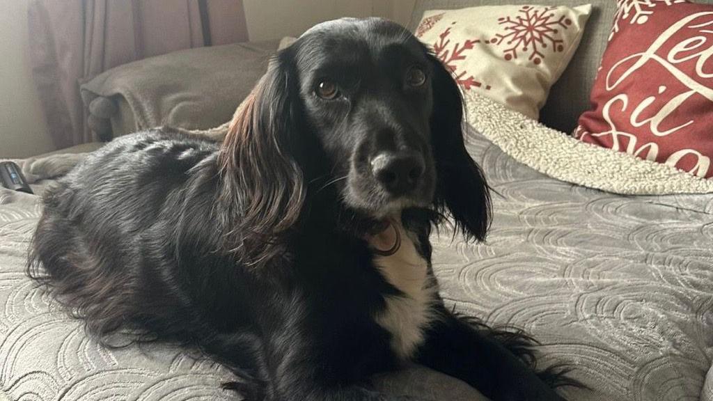 Swindon dog death leads to safety measures at river culvert - BBC News