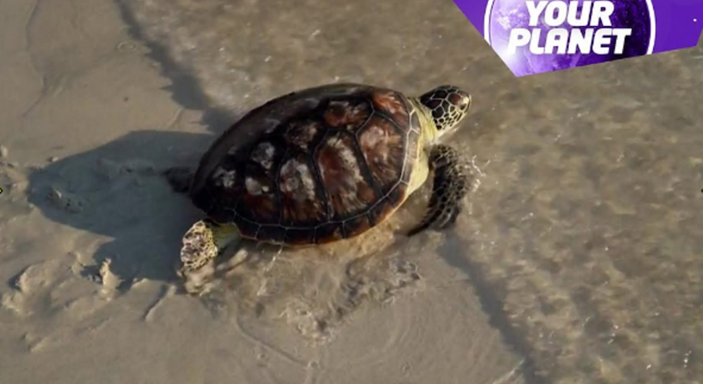 Your Planet: Environmental news from around the world - BBC Newsround