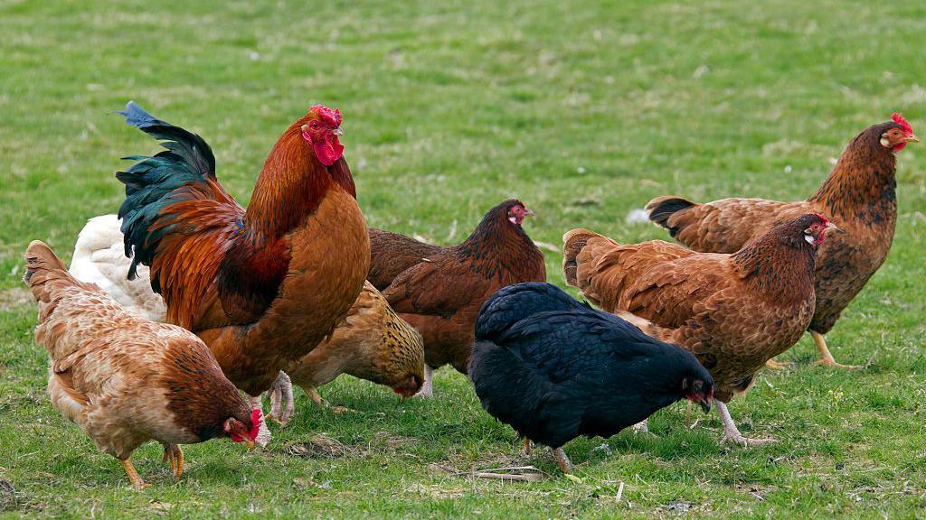 Call for bird flu vaccine trial volunteers in Dorset - BBC News