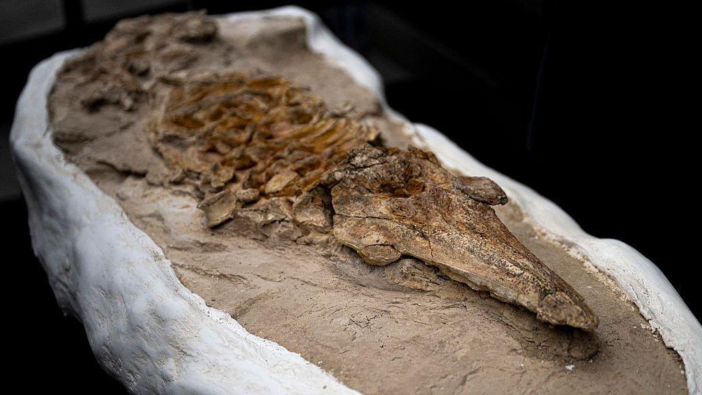 10-million-year-old dolphin-like fossil found in Peru - BBC Newsround
