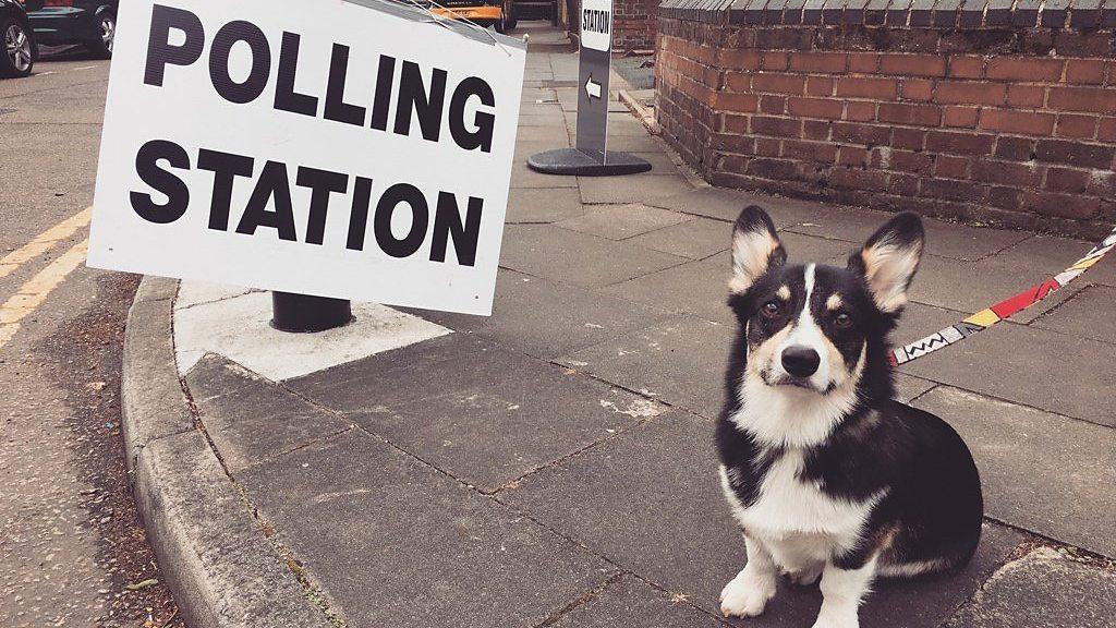 General election: Dogs at polling stations - BBC Newsround