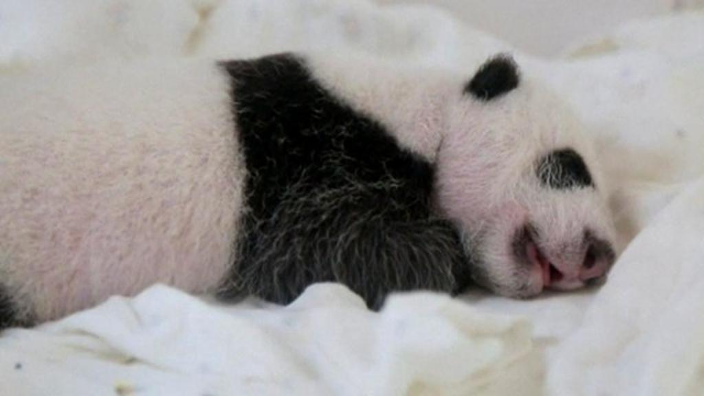Panda twins meet for the first time - BBC Newsround