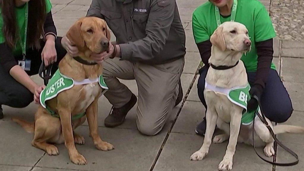 Endangered pangolins to be helped by specially trained dogs - BBC Newsround