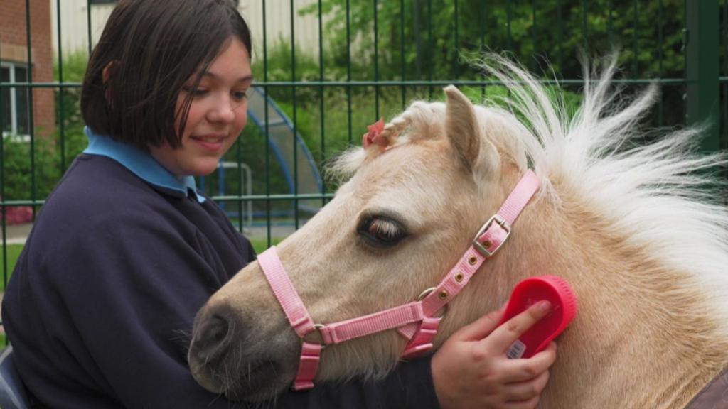 Meet the therapy ponies helping kids to feel calmer - BBC Newsround