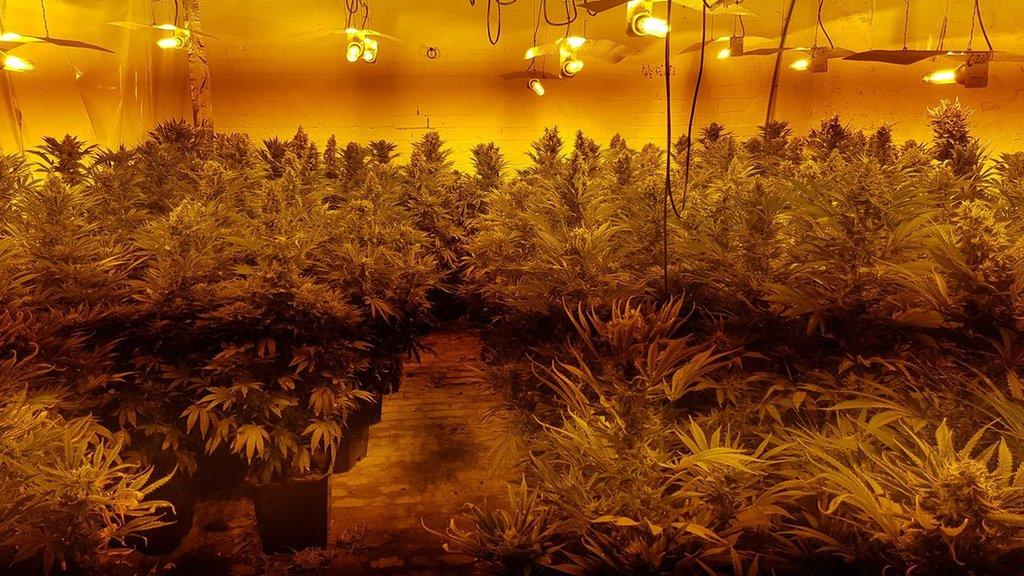 Five arrests after Northamptonshire Police raid Crick cannabis factory ...