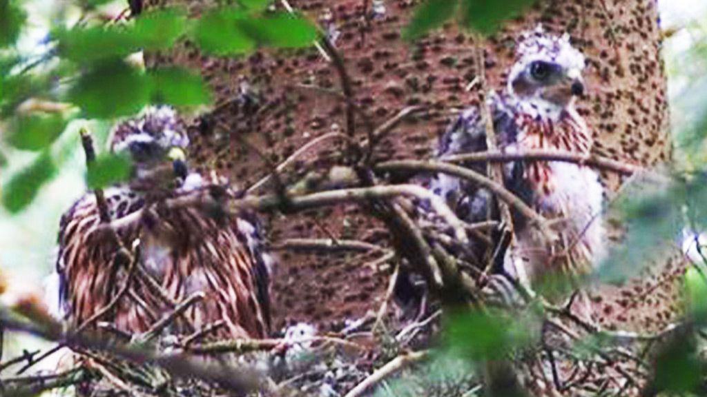 Police appeal after goshawk 'brutally shot' in Derbyshire village - BBC ...