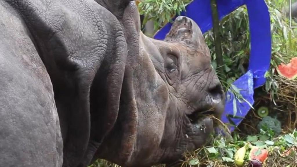 What happens at a rhino birthday party? - BBC Newsround