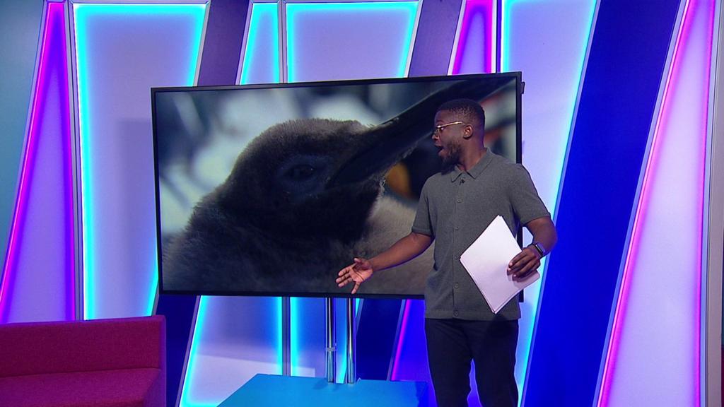 Watch Newsround - BBC Newsround