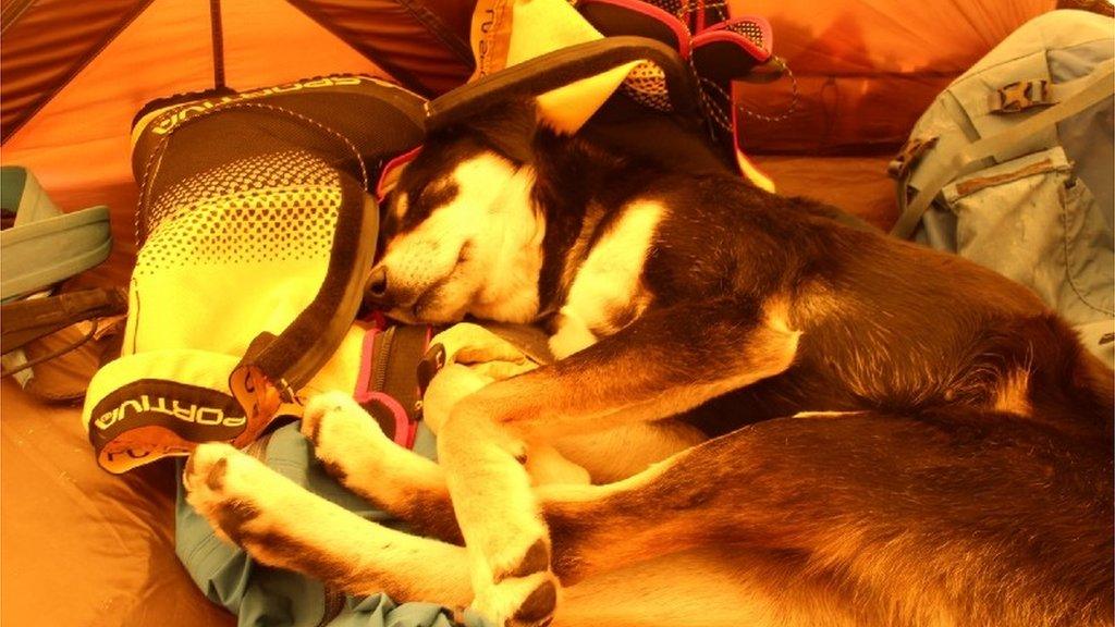 A stray dog has climbed a 24,000-foot mountain - BBC Newsround