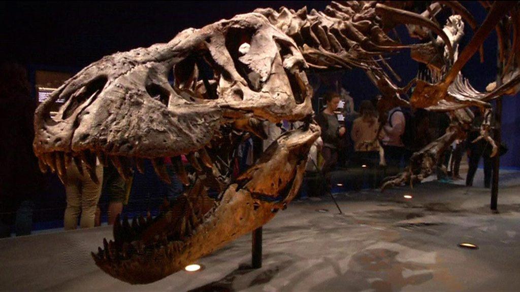 Meet Trix - a 67 million year old REAL T. rex - BBC Newsround