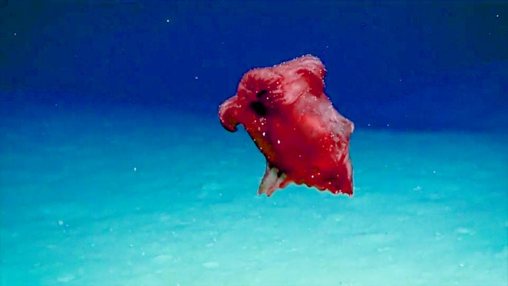 The headless chicken sea monster that's actually a cucumber? - BBC ...