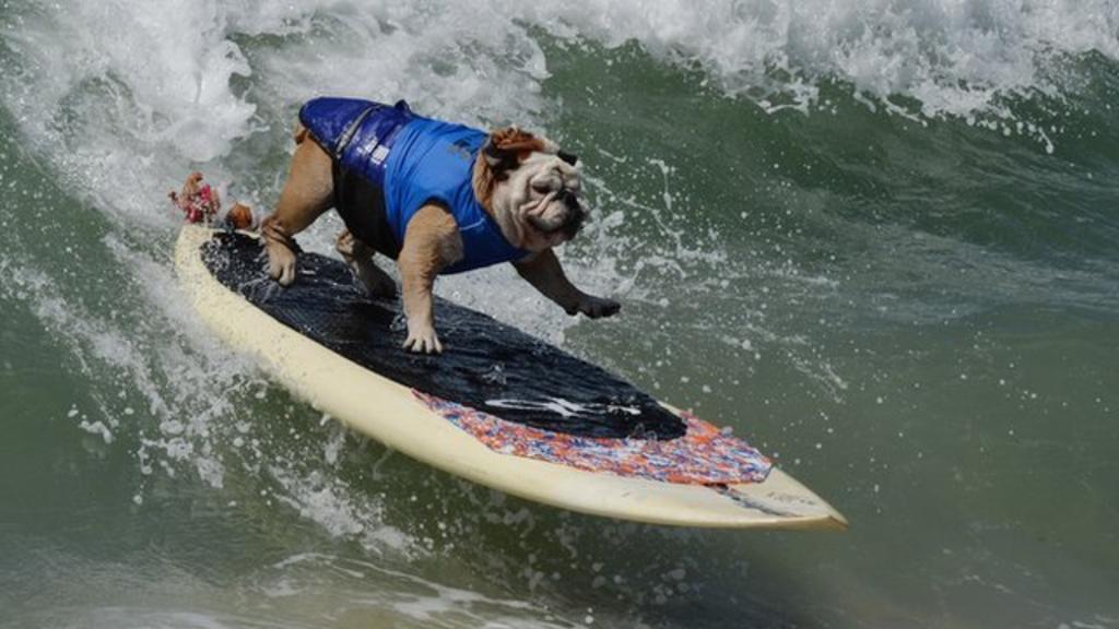 Surf's pup! Dogs in US surfing contest - BBC Newsround