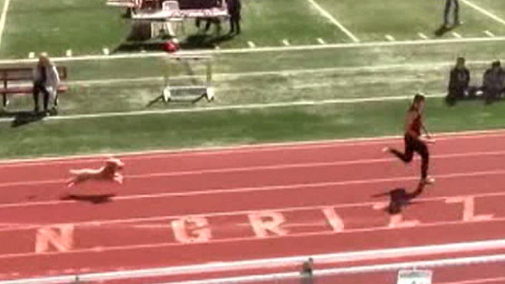 Watch: Moment pet dog runs on to high school race track and wins relay ...