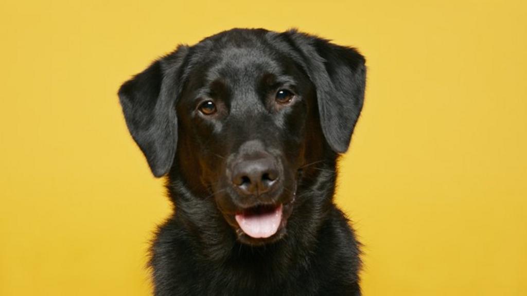 Easy ways to avoid upsetting your dog - BBC Newsround