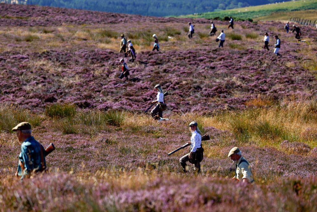 Britain's protected birds of prey still illegally targeted – RSPB - BBC ...