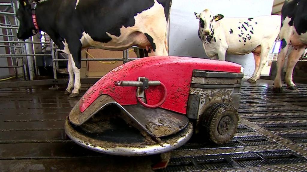 Robot technology being used to produce milk in Scotland - BBC Newsround