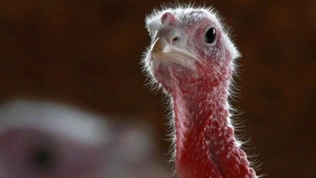 Farmer helps turkeys fear of fireworks - BBC Newsround
